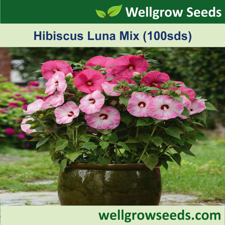 Flower Seeds : Hibiscus Luna Mix (100sds) 大红花：月神系列（混色) Perennials | Lazada