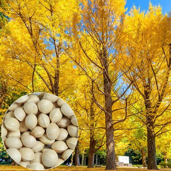 The cheapest ginkgo biloba 10G. ginkgo seed 3 easy to grow, sensitive ...