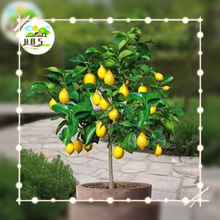 Lemo Fruit Seeds - Potted Lemon Seeds for Planting Dwarf Lemon Tree Seeds（20Seeds/Pack） | Lazada PH
