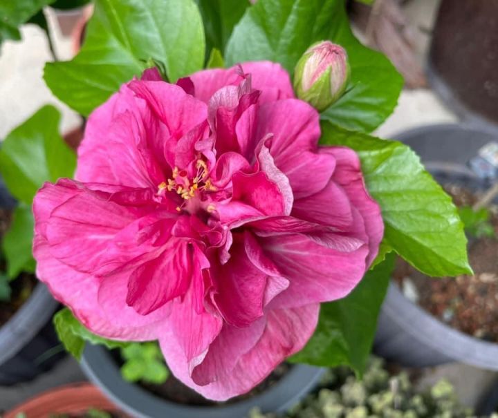 NO COD Anak Pokok Bunga Raya Pink Purple Double Hibiscus Syriacus | Lazada