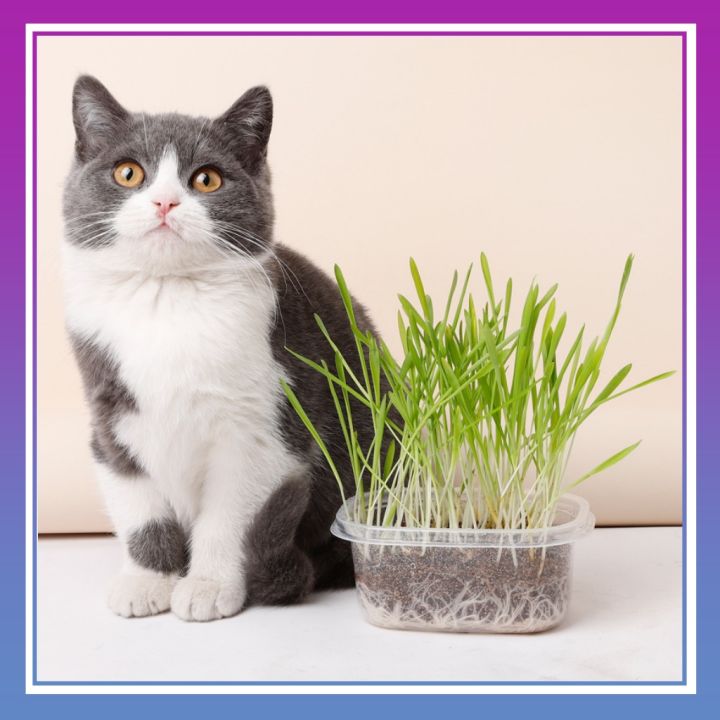 [LazChoice]Happy Pet Green Growers Pet Grass With Soil Self Grow Kit ...