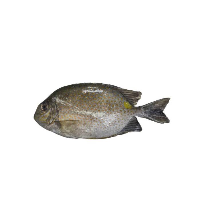 Frozen Samaral "Danggit" Rabbitfish Cleaned (250-350g) - [Same Day ...