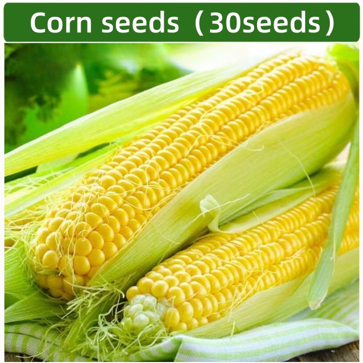 30seeds SUPER SWEET CORN SEEDS/ super sweet corn variety/High yield ...