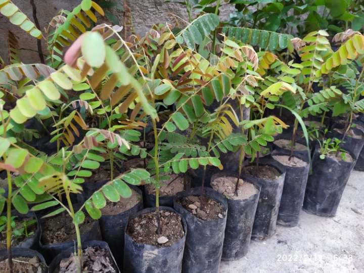 Palawan Cherry Blossom (Balayong seedling) | Lazada PH