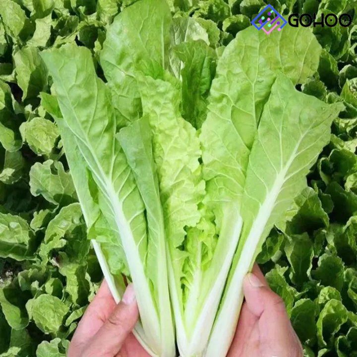 Chinese Pakchoi Seed Rapid Pak Choi Vegetable Seeds for Gardening ...