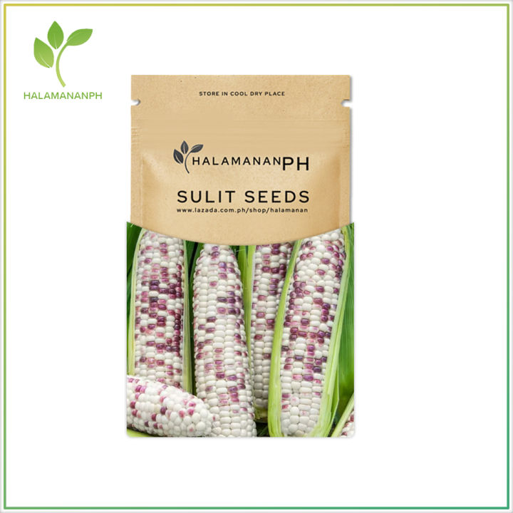 CORN - BICOLOR PURPLE AND WHITE / SWEET VARIETY VEGETABLE SULIT SEED ...