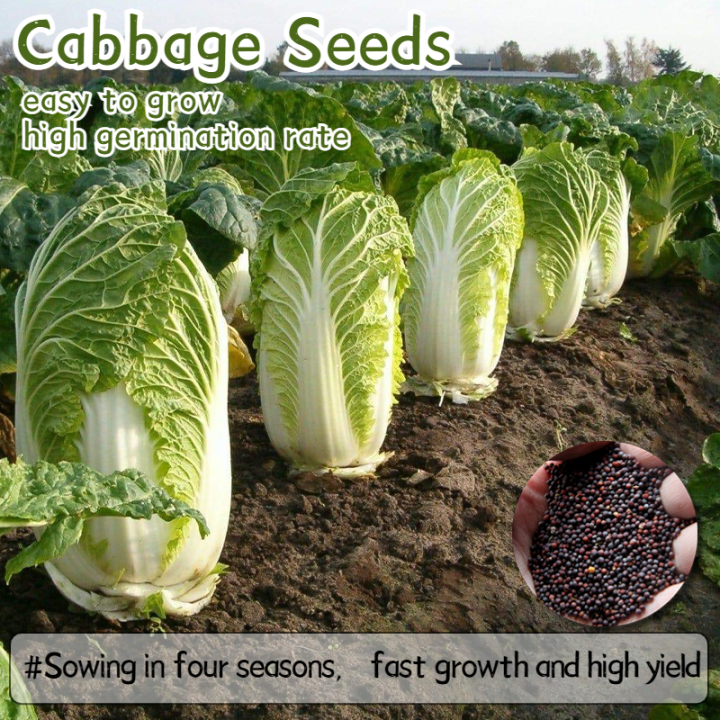 [Easy to grow in Philippines] High Yield Chinese Cabbage Seeds PECHAY ...