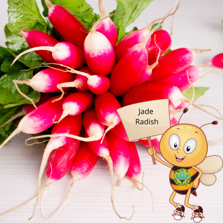 binhi pantanim 10 seeds jade radish labanos outdoor vegetable garden ...