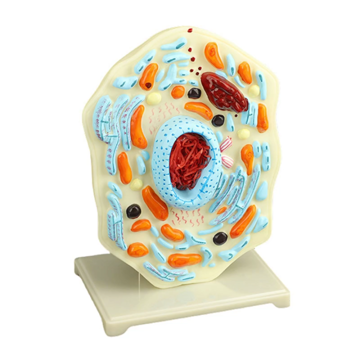 Portable Biology Learning Aid Biology Teaching Tool Cell Anatomy Model ...