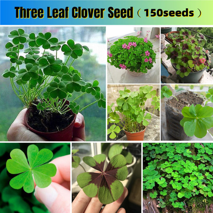 High Quality 150pcs Green Lucky Three Leaf Clover Plant Seeds Flower ...