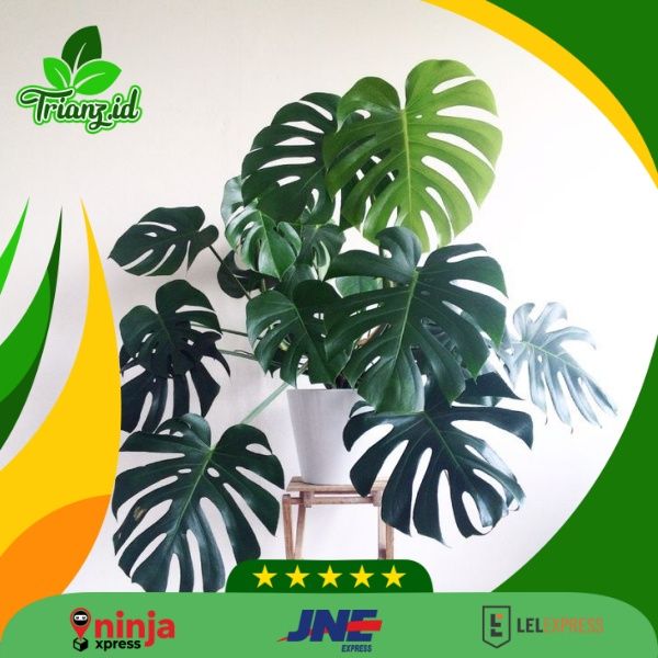 tanaman hias monstera King | Lazada Indonesia