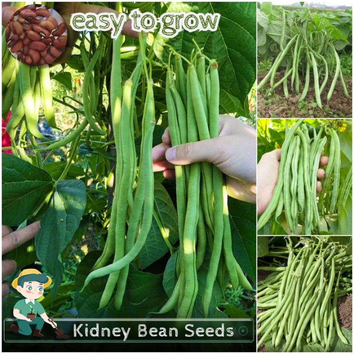 [Easy to grow in Philippines] Organic Kidney Bean Seeds for Planting ...