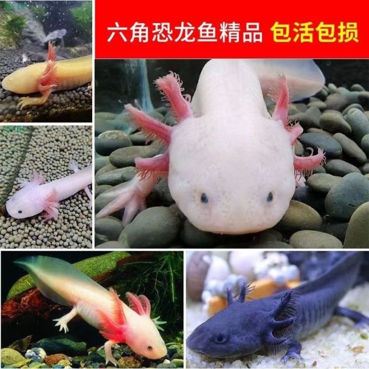 Hexagonal dinosaur fish, salamander, cold water freshwater fish ...