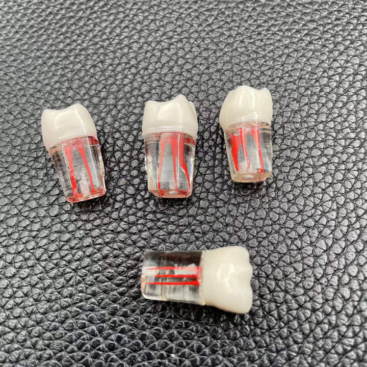 5 pieces/box Dental mold root practice pulp cavity clear resin teaching ...