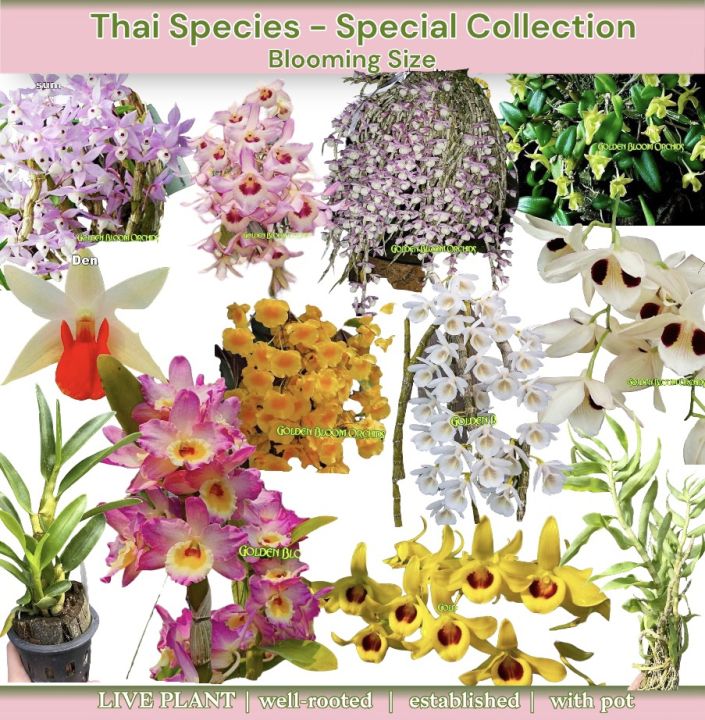 GBO Katrina: Special Thai Species | Blooming Size | Orchids - Dendro ...
