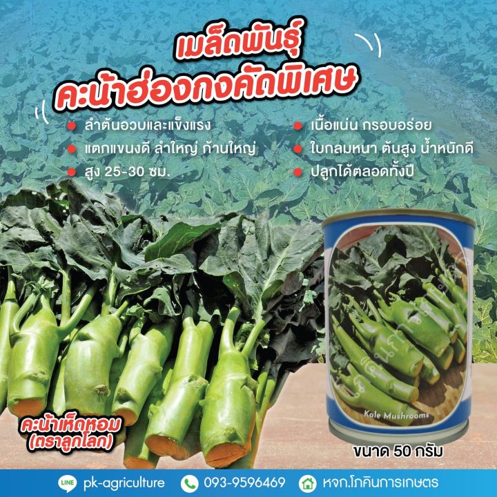 เมล็ดพันธุ์คะน้าเห็ดหอม ขนาด 60 กรัม | Lazada.co.th
