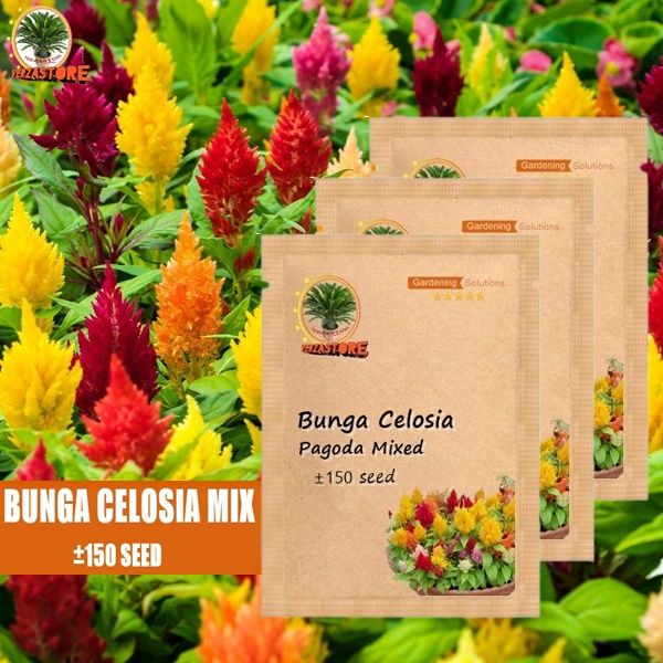 150-Biji Benih Bunga Celosia Pagoda Mixed | Lazada Indonesia