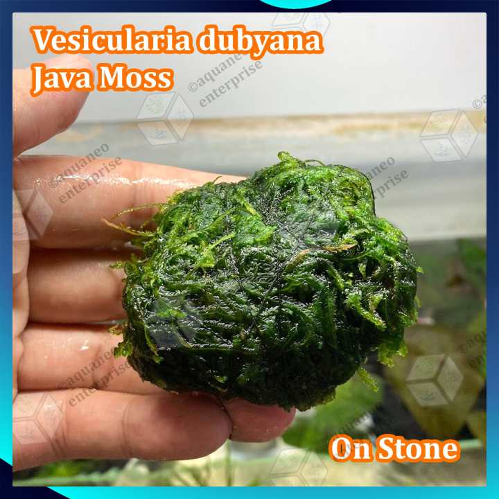 [Low Tech] Java Moss Vesicularia dubyana LP Aquatic Plant Aquarium Moss ...