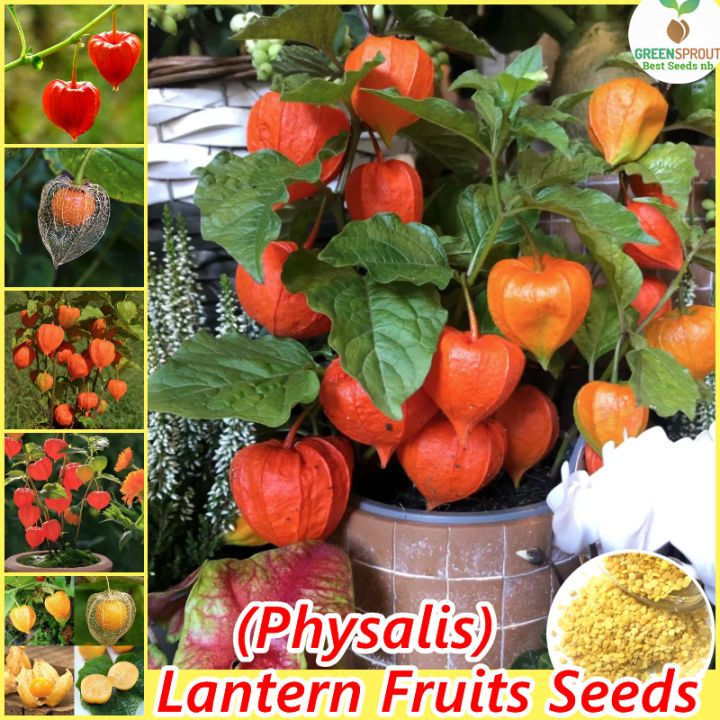 [Philippines Easy To Grow] Rare Fruits Seed Lantern Fruit Seeds for ...