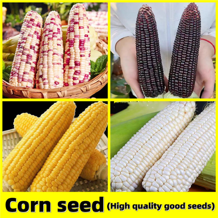 Corn Seeds - High Yielding Variety Corn Seeds for Planting Vegetables ...