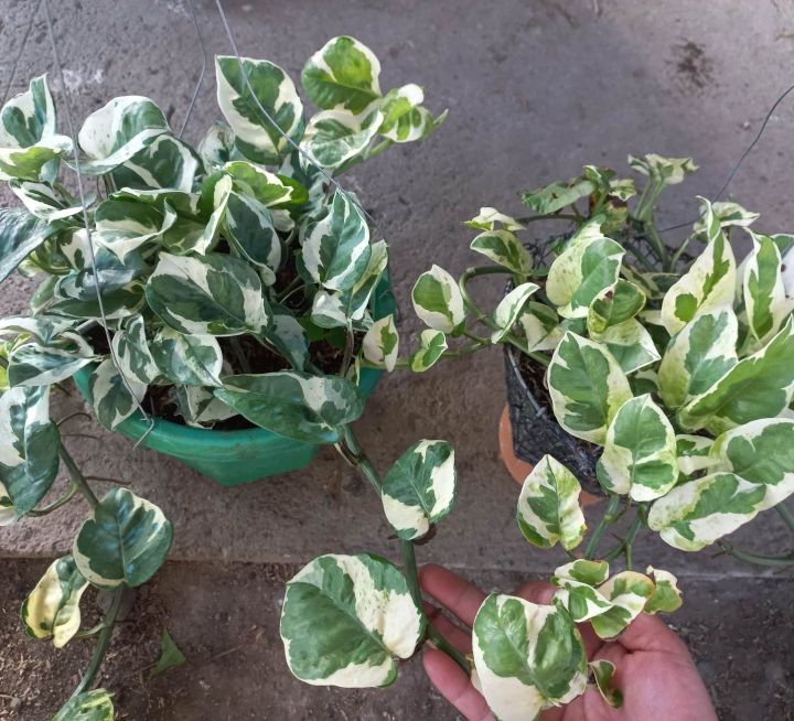 NJOY PHOTOS VARIETY OF PHOTOS HANGING PLANTS LIVE OF REAL PLANT INDOOR ...