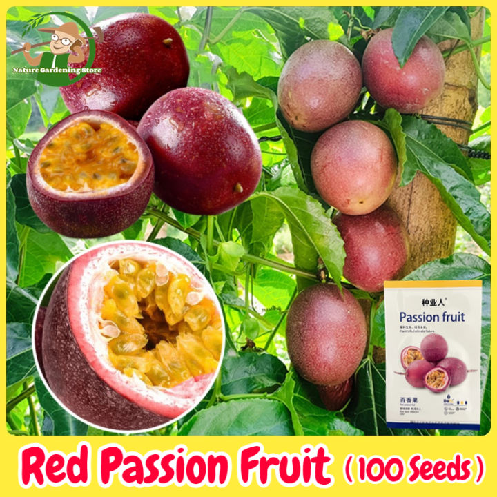 Fresh Organic Red Passion Fruit Seeds for Planting (100pcs) Legit Rare ...