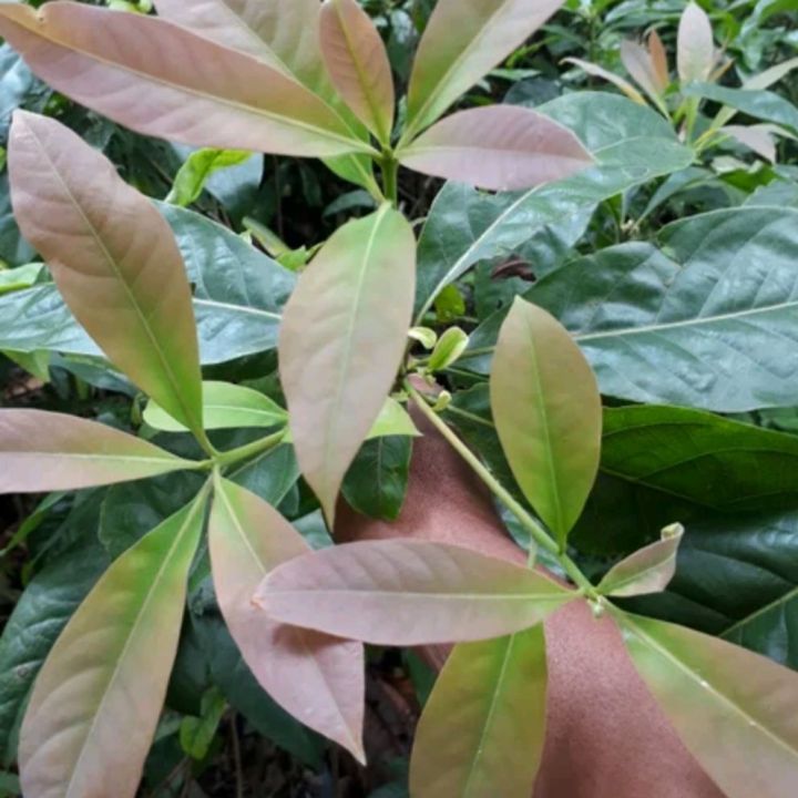 bibit pohon puspa | Lazada Indonesia