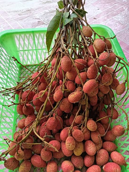 เมล็ดพันธุ์ คอแลน Korlan บักแงว, คอลัง หมากแงว ลิ้นจี่ป่า สำหรับปลูก ...