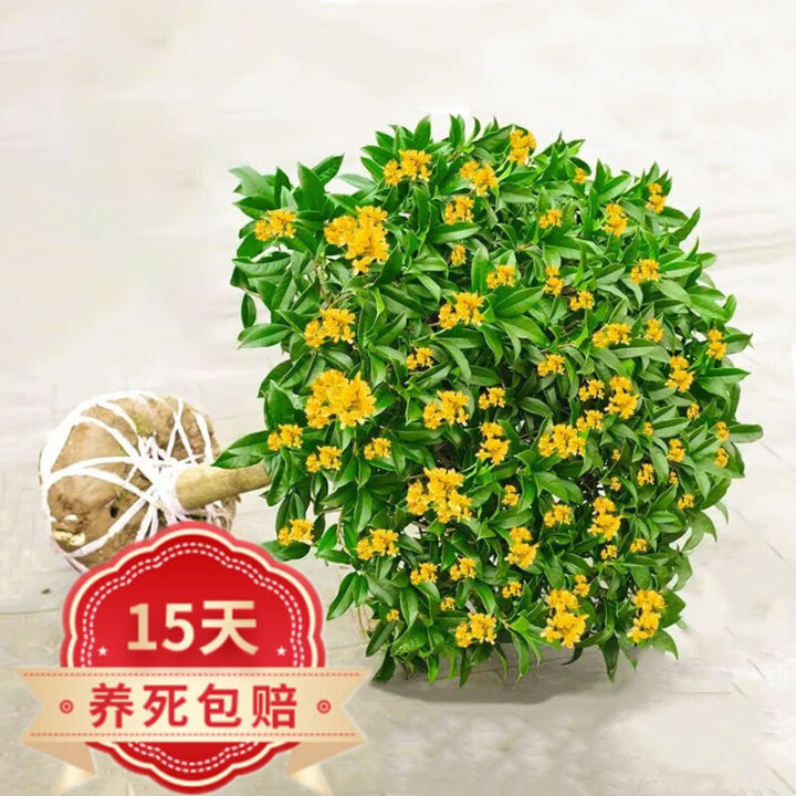 Osmanthus tree seeds, trees, four seasons osmanthus, courtyard villa ...