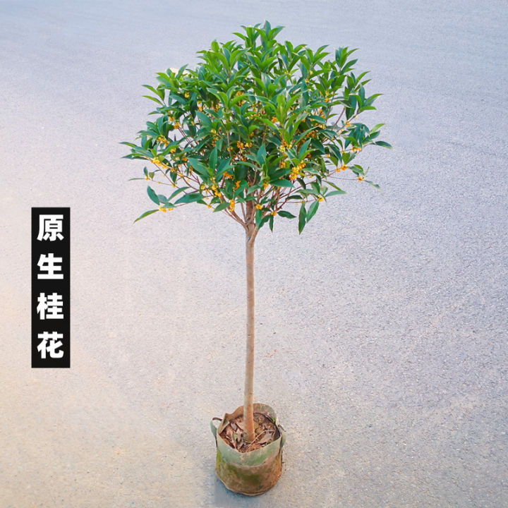The original sweet-scented osmanthus lollipop sapling, the eight laurel ...