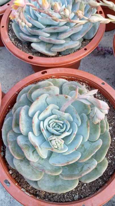 Echeveria secunda var. glauca 玉蝶 22cm pot | Lazada