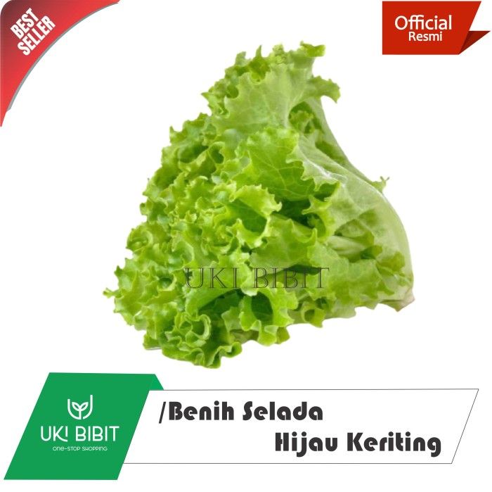 ( 100 Butir ) Benih Selada Hijau Keriting | Leaf Lettuce | Bibit ...