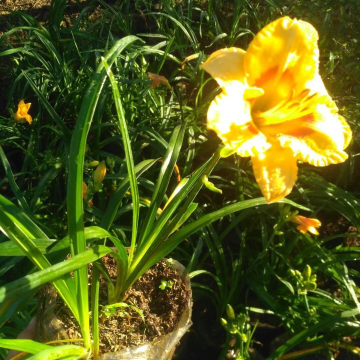 lily orange/bunga lili kuning oren | Lazada Indonesia