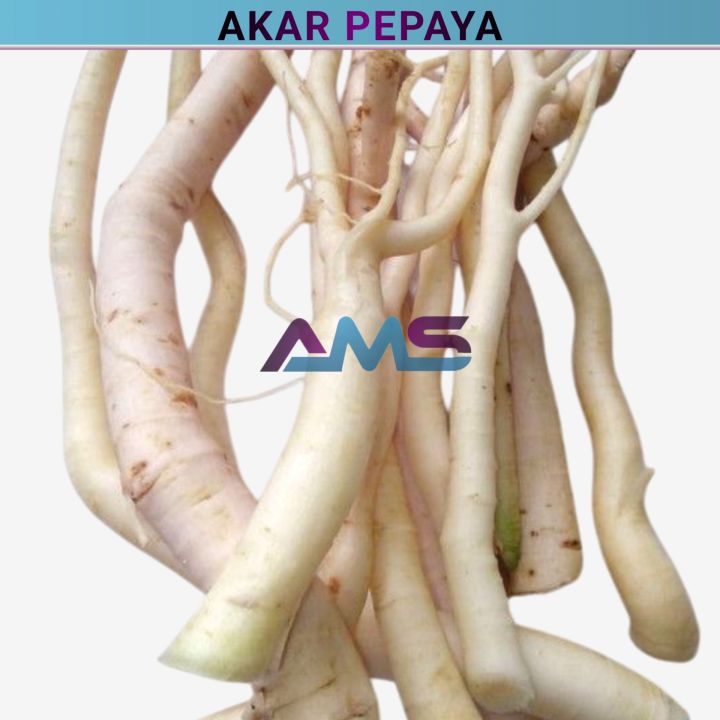 Akar Pepaya Segar 1,kg Akar Pohon pepaya | Lazada Indonesia