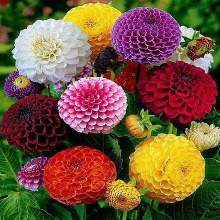 LHK 50 seeds Beautiful Mixed Color Zinnia Flower Plant Garden Bonsai ...
