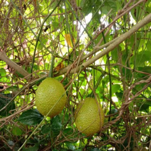 Biji Benih Pokok Gac / Gac tree / Buah gac (10 biji) | Lazada
