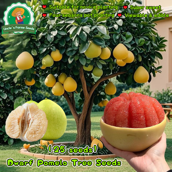 25pcs/pack Bonsai Pomelo Seeds for Planting Sweet Pomelo Fruits Plant ...