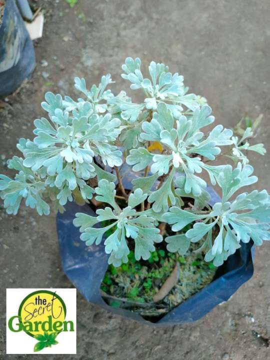 Ang Heng Ho Plant (Most Luckiest Plant) 5 stocks only with FREE plastic ...