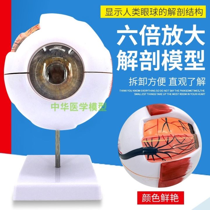 Authentic high-end professional medical anatomy of the human eye model ...