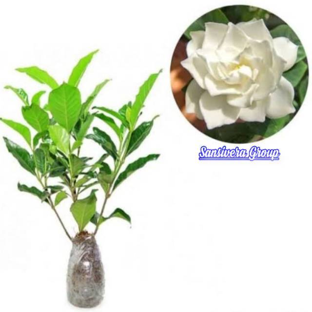 Tanaman Bunga Kaca Piring / Gardenia Jasminoides | Lazada Indonesia