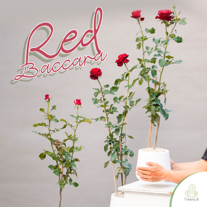 T350 Red Baccara Rose (กุหลาบ เรด บาคาร่า ) ต้นใหญ่ ถุง 8 นิ้ว / สูง 60 ...