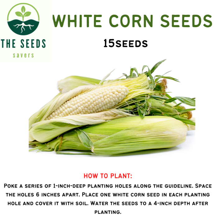 WHITE CORN SEEDS (Honey White Lagkitan) 15pcs | Lazada PH