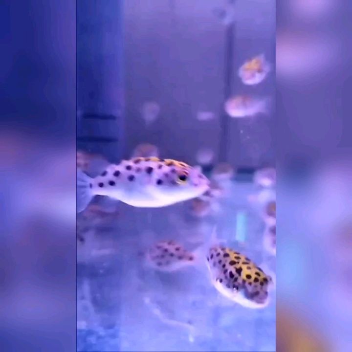 IKAN BUNTAL / PUFFER FISH 2 EKOR {1.5IN") | Lazada