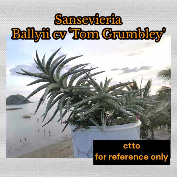 Ballyii cv 'Tom Grumbley' Sanse. | Lazada PH