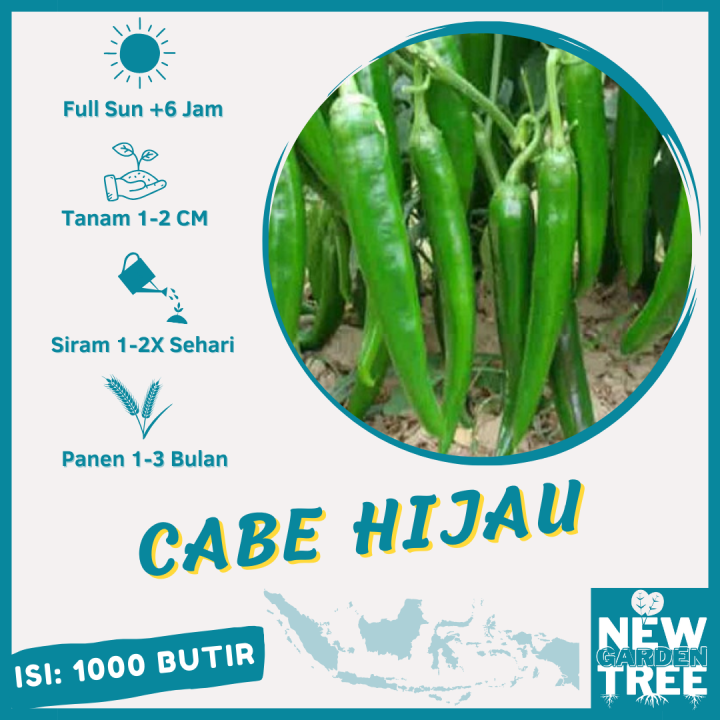 1000 BUTIR - BENIH CABE HIJAU PANJANG KUALITAS UNGGUL | Lazada Indonesia