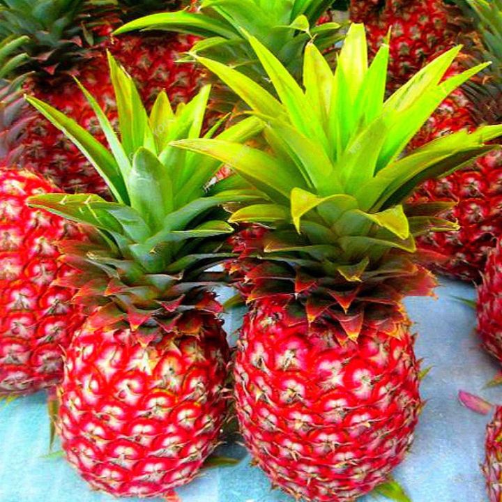 50Pcs/Bag Pineapple Seeds Dwarf Pineapple Plantas Tree Fruit Rare ...