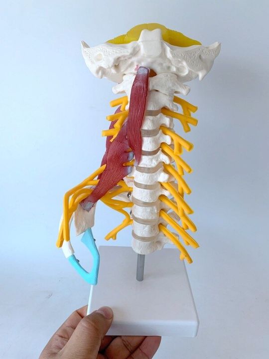 1:1 Life Sized Human Cervical Spine Posterior Occipital Bone Nerve Neck ...