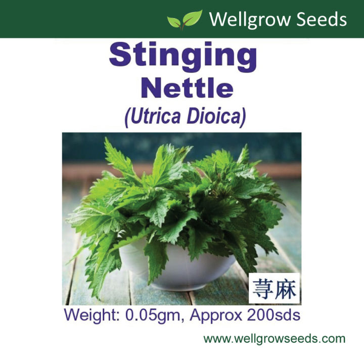 Stinging Nettle (It's a seed, not a plant!) | Lazada PH