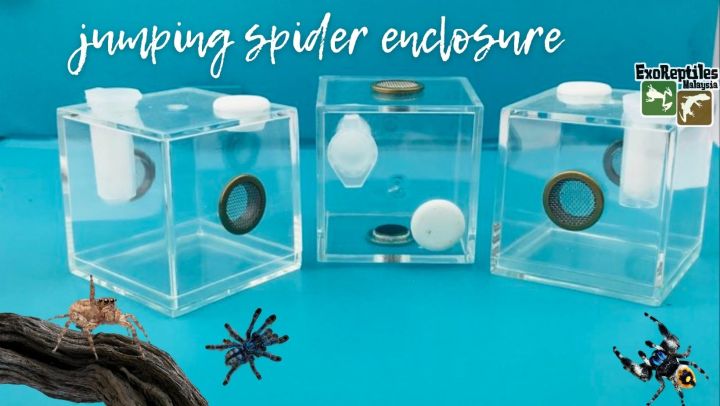 ACRYLIC PET JUMPING SPIDER ENCLOSURE 4.5x4.5x4.5cm | Lazada