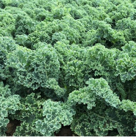 Kale Karillo by Rijk Zwann F1-Hybrid (200 seeds) | Lazada PH